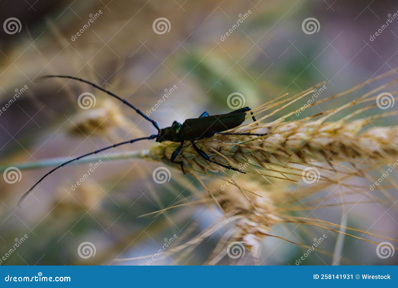 Closeup of a Black Longhorn Beetle on Barley. Stock Image - Image of ...