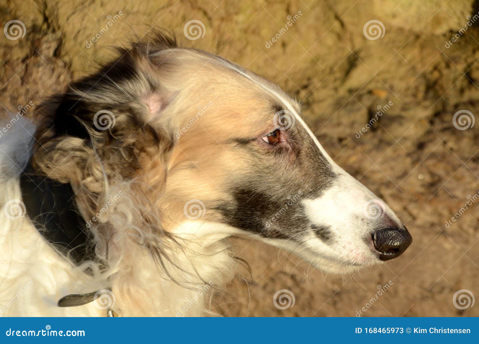 Closeup on a Black-masked Borzoi`s Face Stock Image - Image of closeup ...