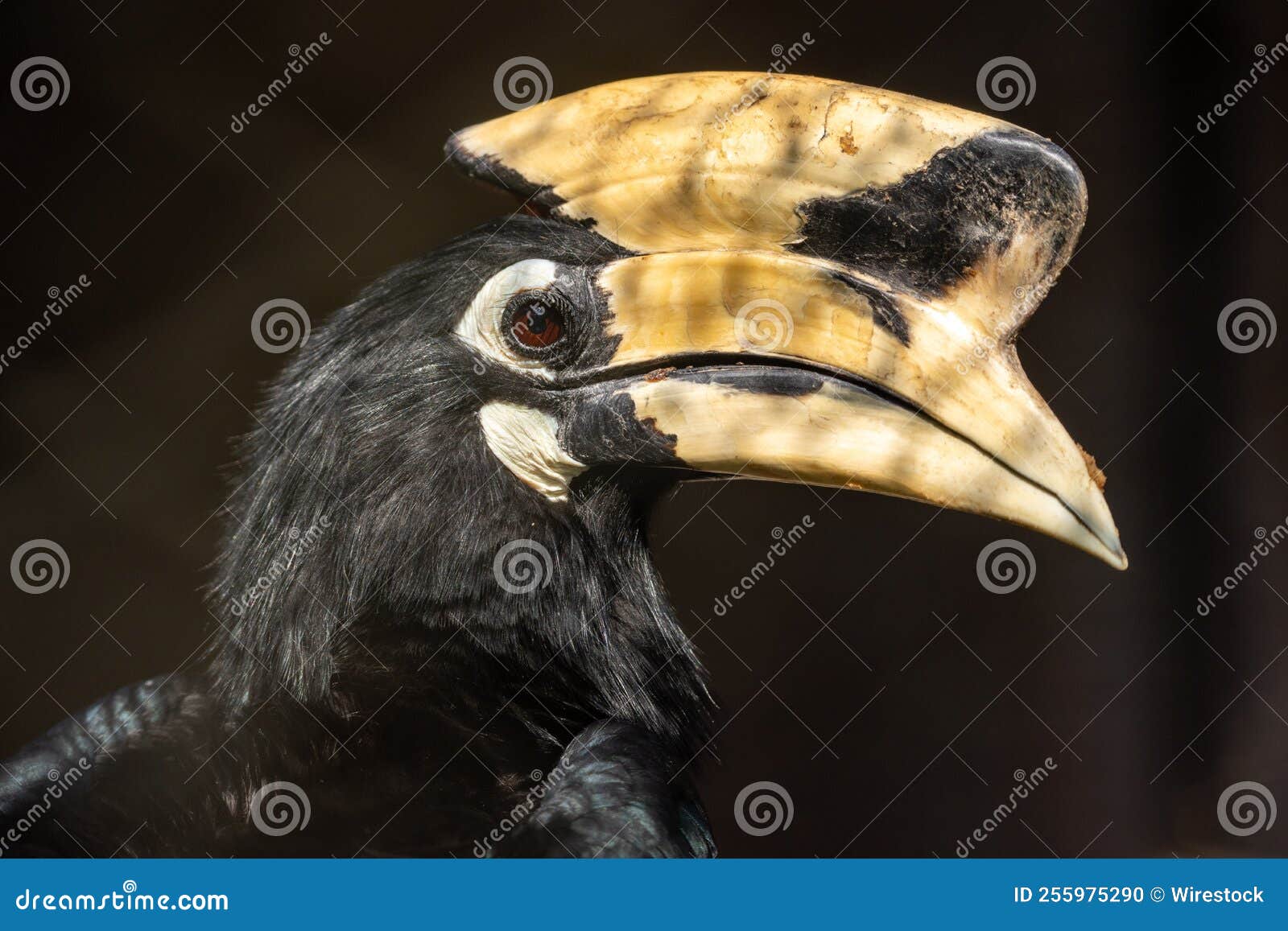Closeup of a Black Palawan Hornbill Stock Photo - Image of nature ...