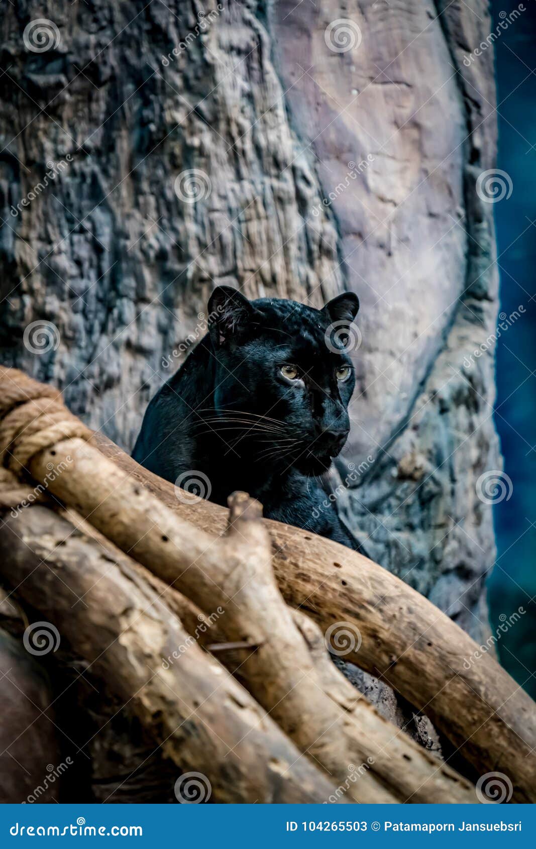 Closeup Black panther stock image. Image of panther - 104265503