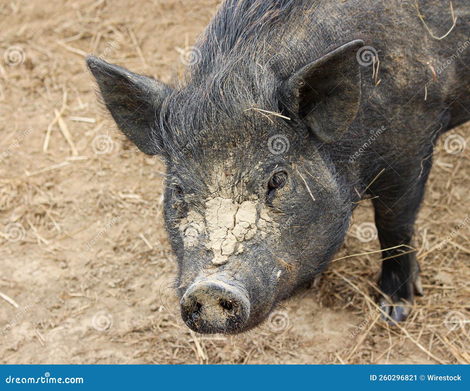 Closeup of a Black Pig in Mud Stock Image - Image of head, face: 260296821