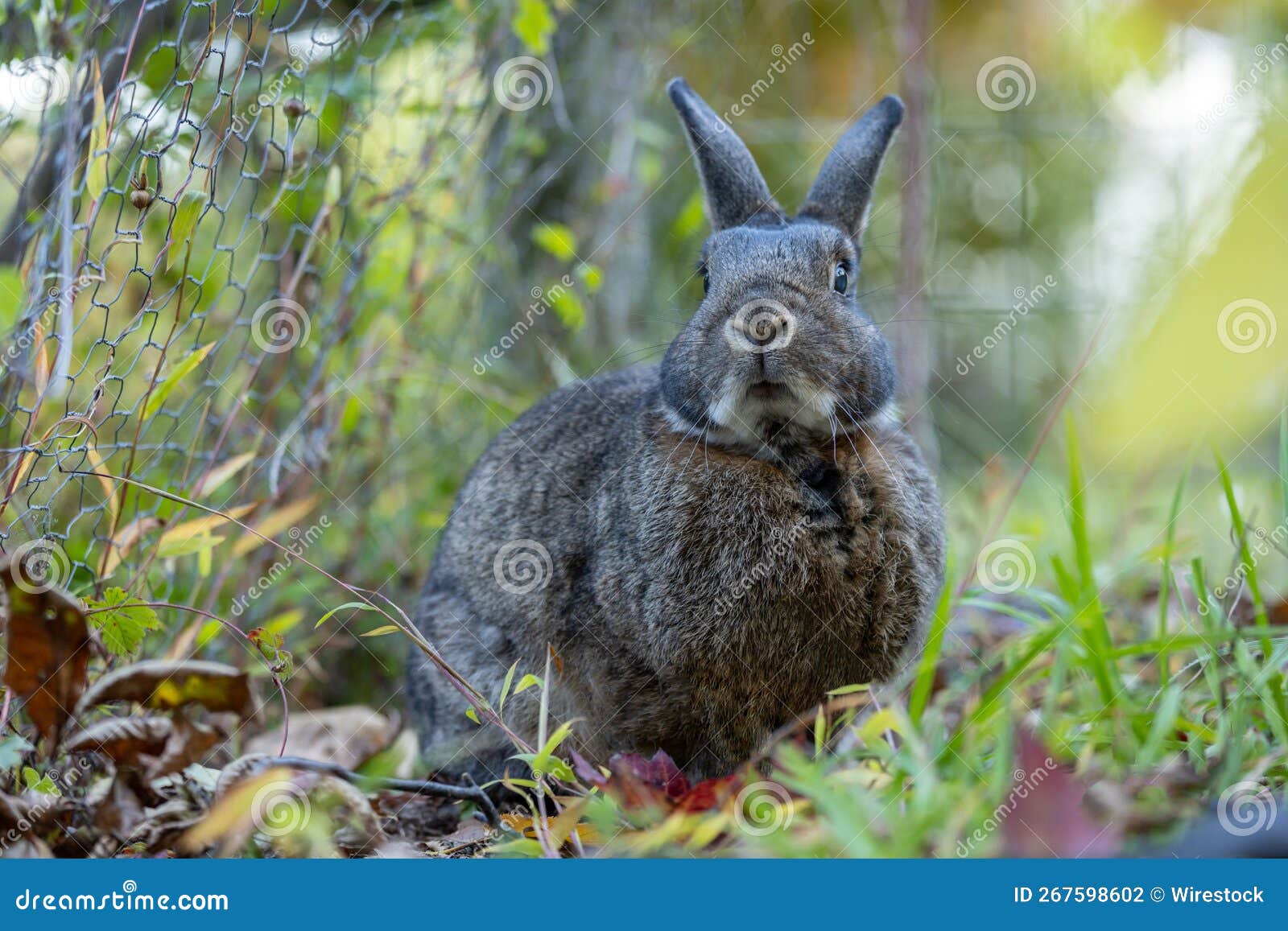 Closeup of a Black Rabbit in a Garden Stock Photo - Image of cute ...