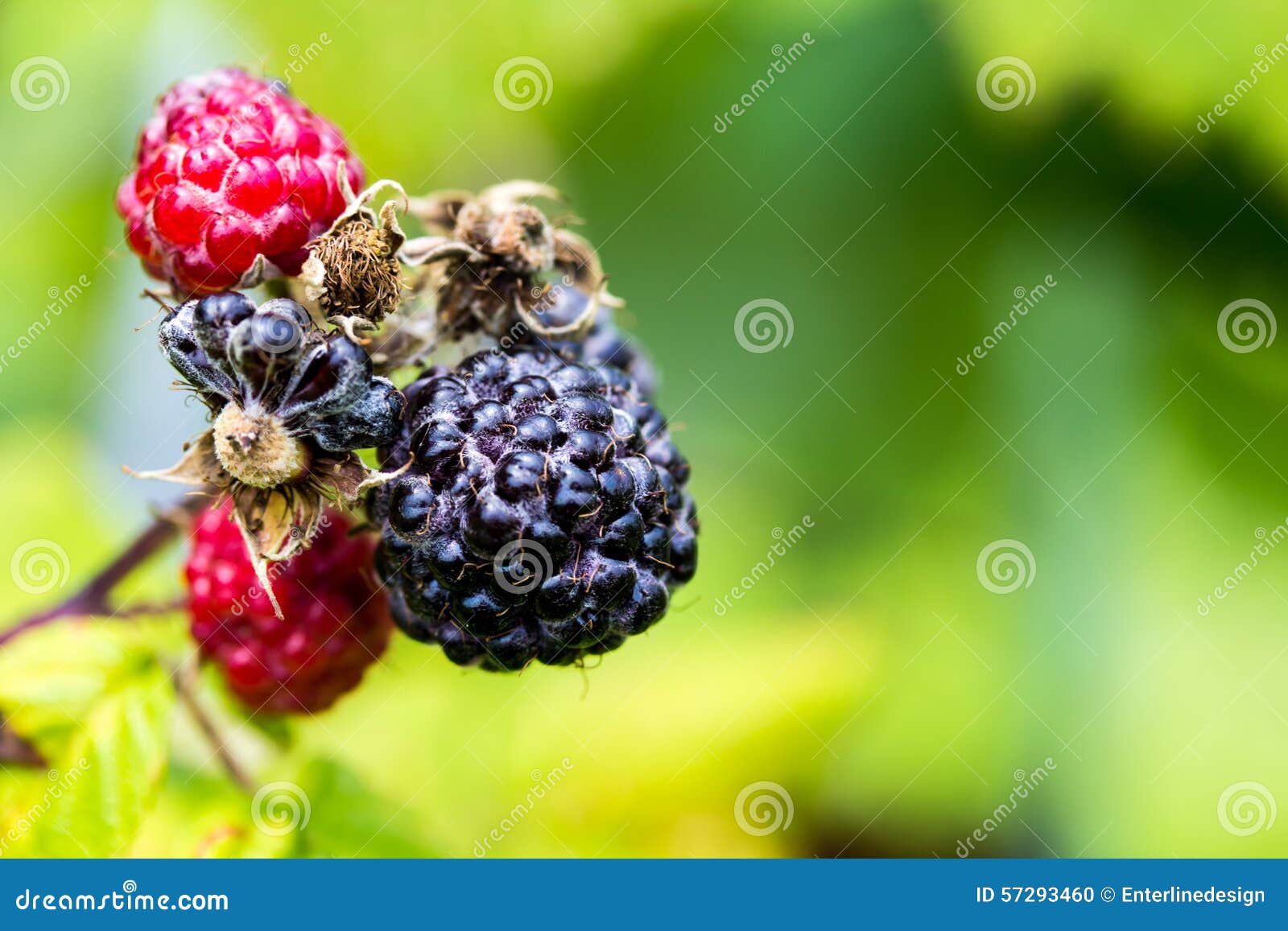Closeup of Black Raspberries Stock Photo - Image of ripening, fruit ...