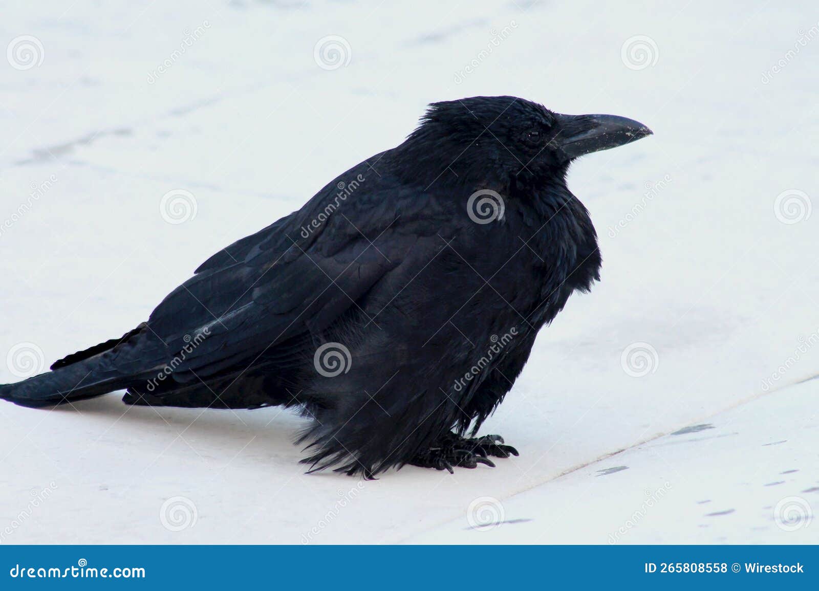 Closeup of a Black Raven on the Snowy Ground Stock Photo - Image of ...