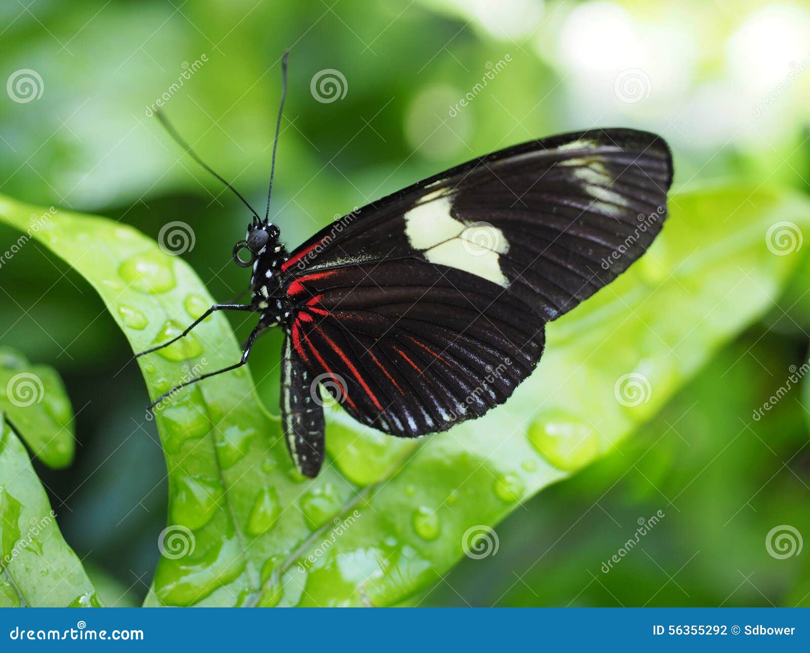 Closeup of Black and Red Doris Butterfly Stock Photo - Image of closeup ...