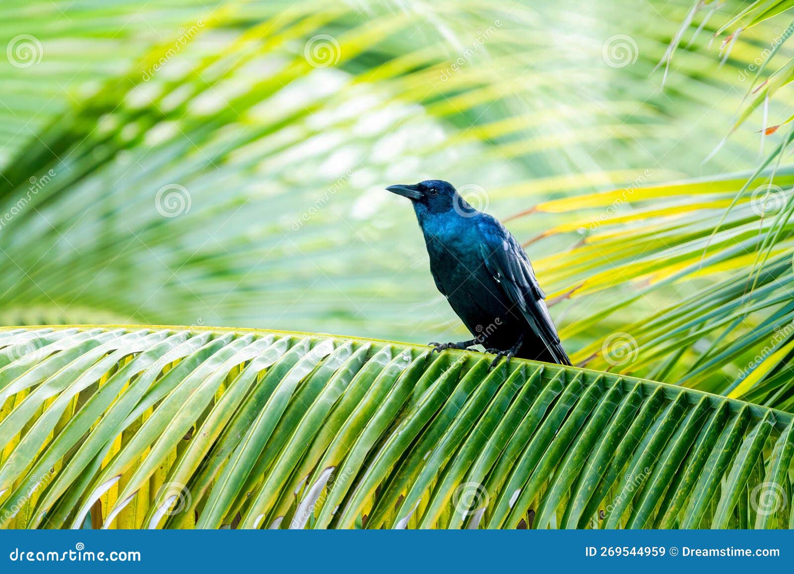 Closeup of a Black Sinaloa Crow Perching on a Palm Leaf Stock Image ...