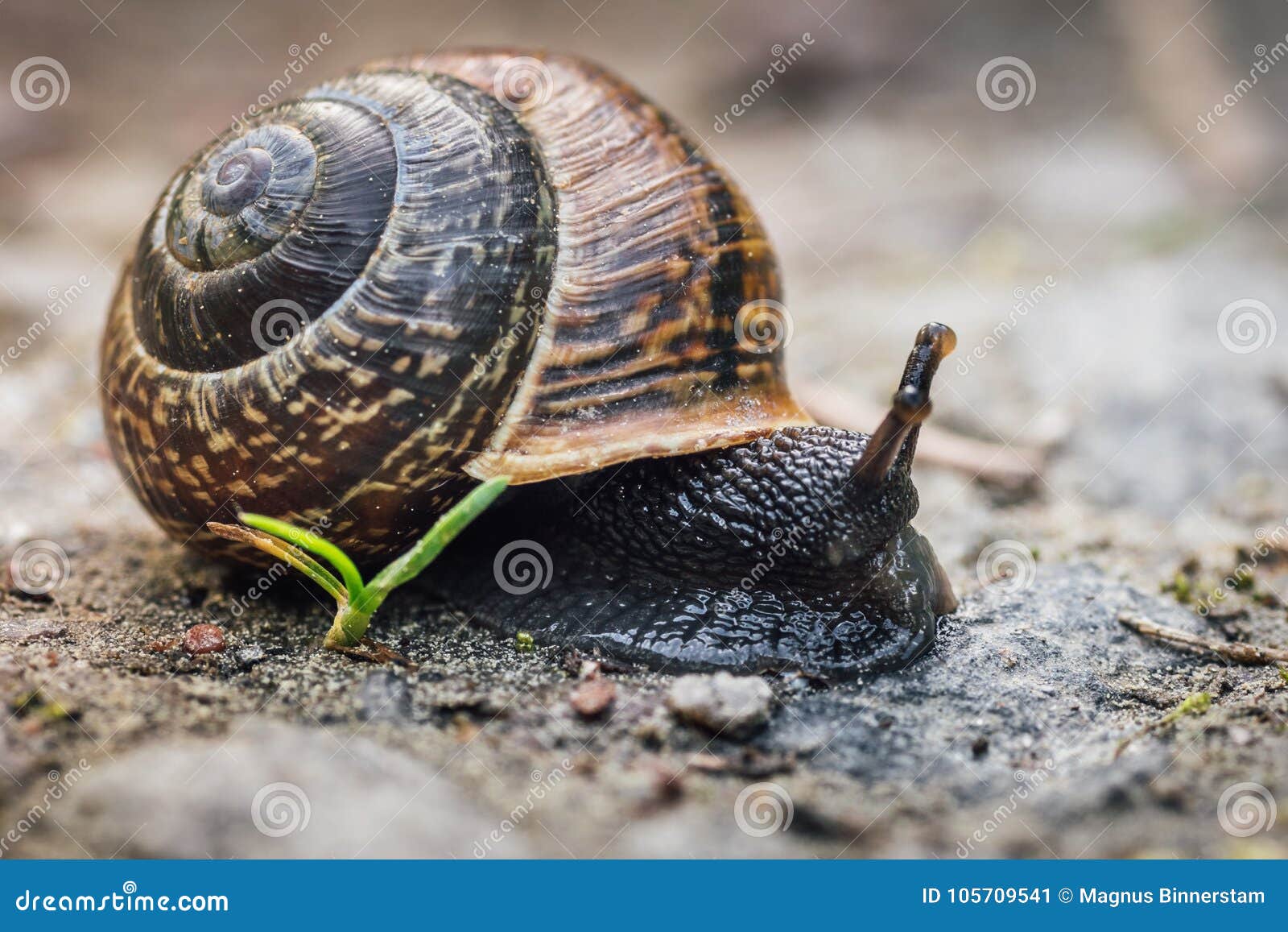 Closeup of a Black Snail with a Brown Shell Stock Image - Image of ...