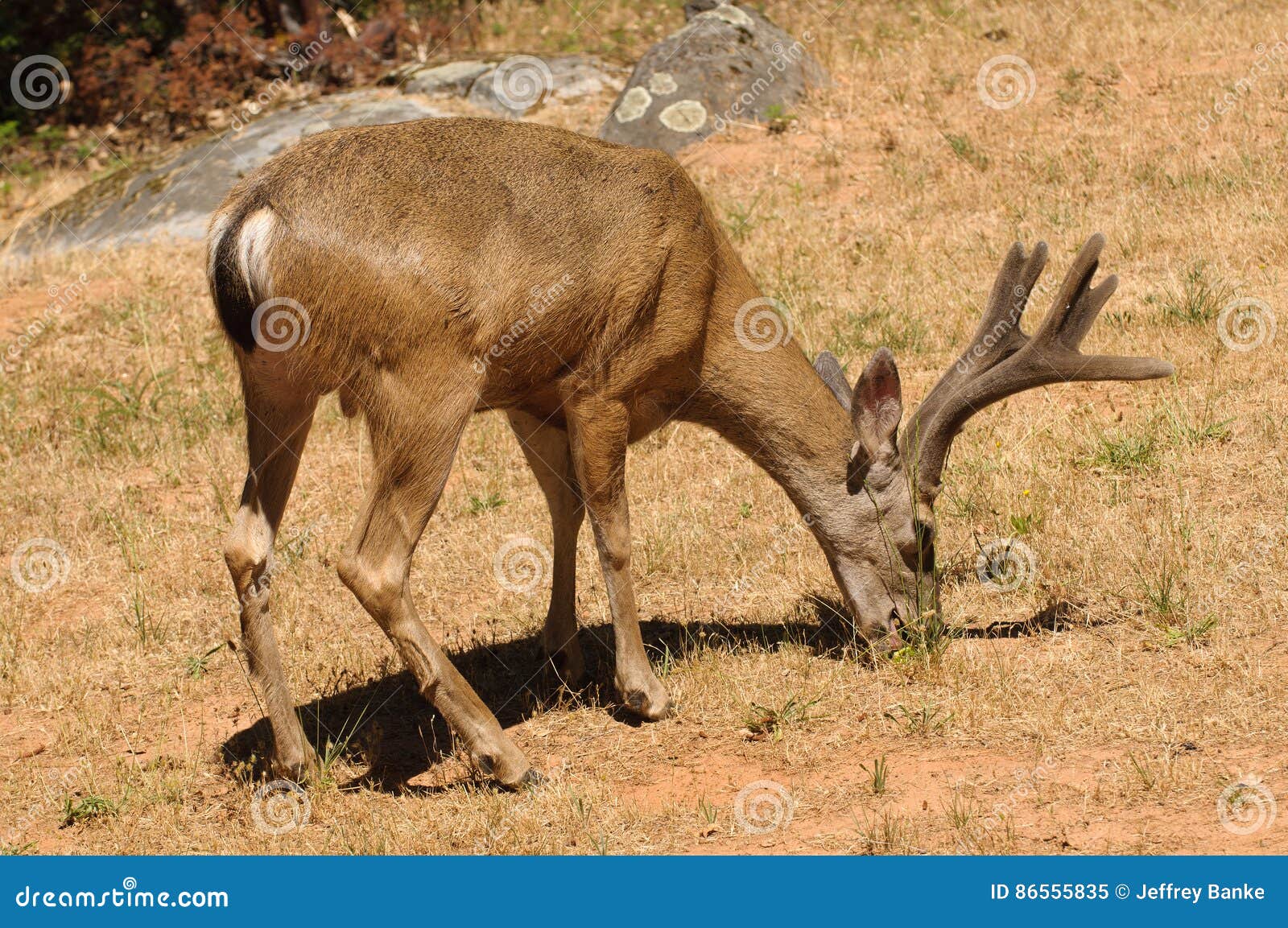 Closeup of Black-tailed Buck Feeding Stock Image - Image of odocoilus ...