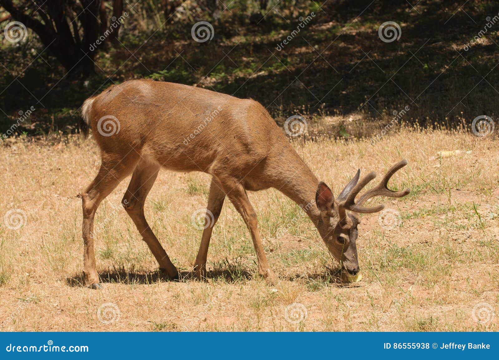 Closeup of Black-tailed Buck Feeding Stock Photo - Image of buck ...