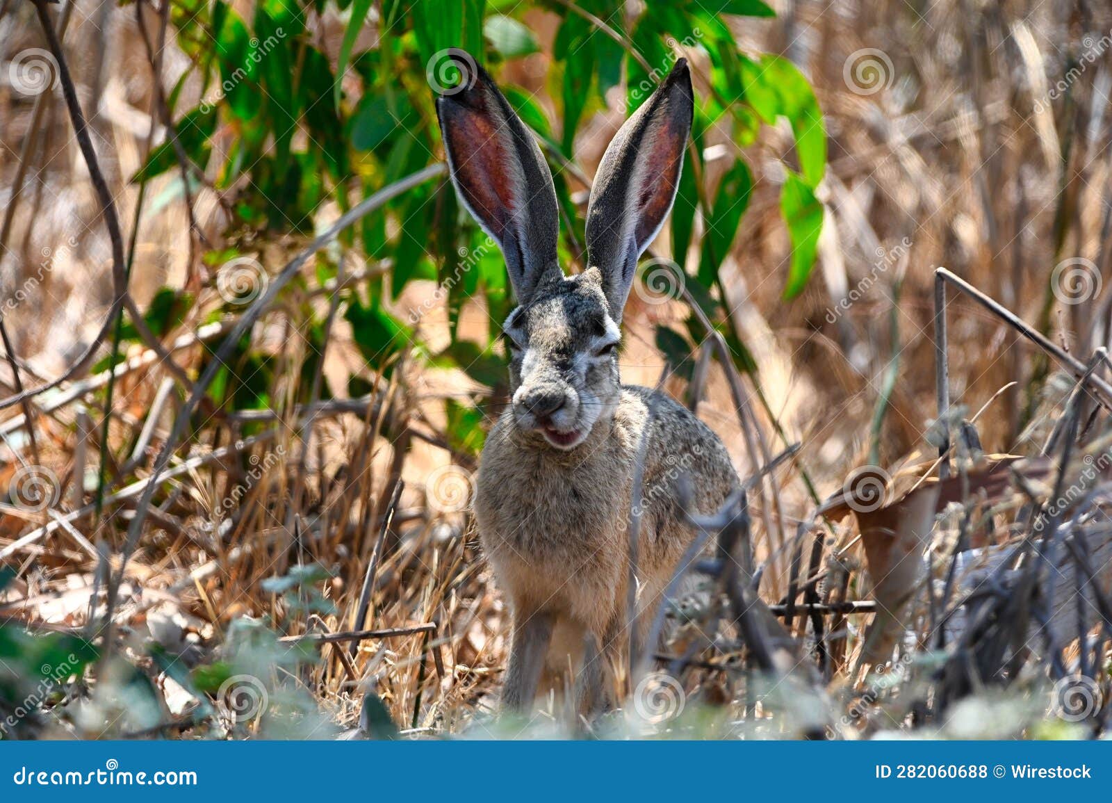 Closeup of a Black-tailed Jackrabbit (Lepus Californicus) in Grass ...
