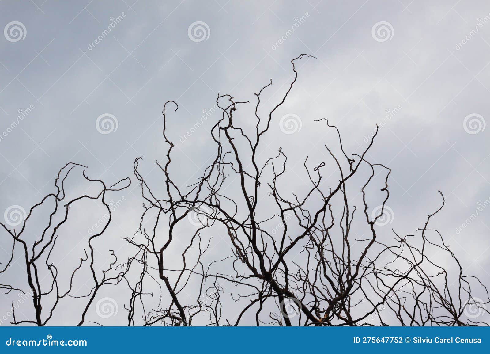 Closeup of Black Tree Branches without Leaves with Sky on Background ...