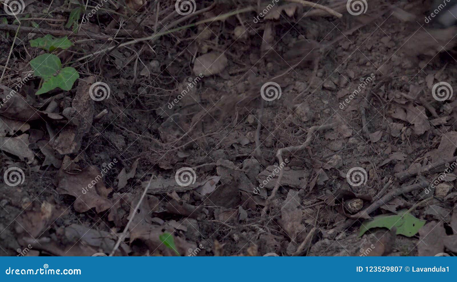 Closeup of Black Truffle Harvesting in Forest. Digging Out of the ...