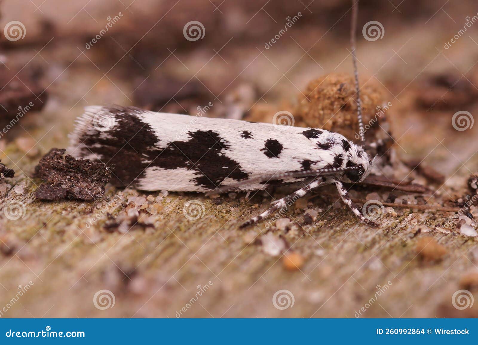 Closeup of the Black and White Moth Standing Turned on the Ground Stock ...