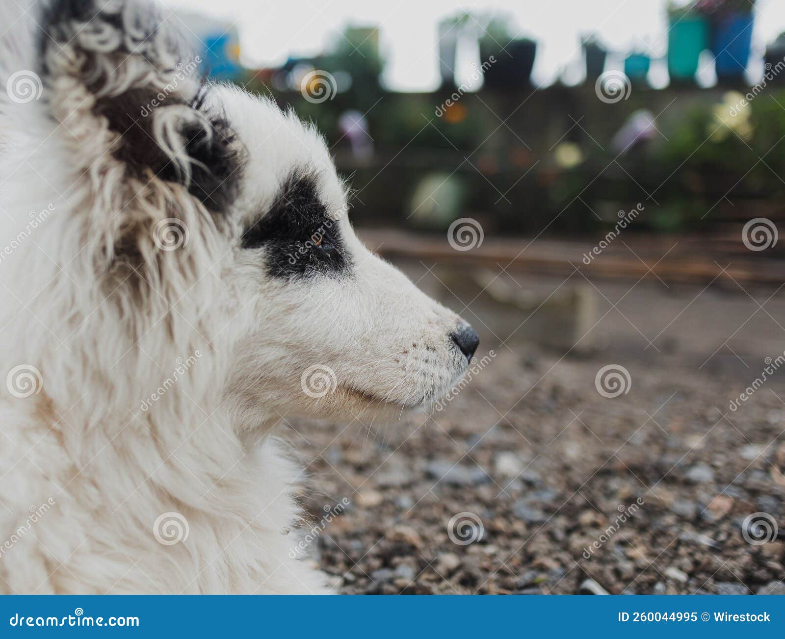 Closeup of a Black and White Mutt Pappy Stock Image - Image of puppy ...