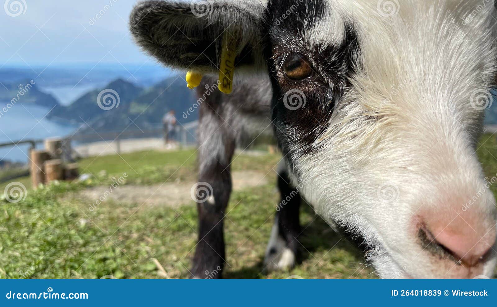 Closeup of a Black and White Spotted Goat Stock Image - Image of ...