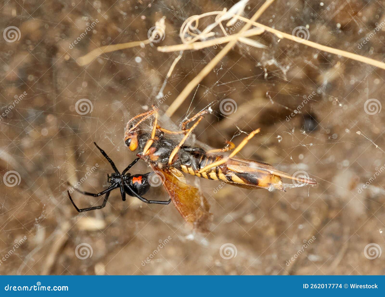 Closeup of a Black Widow Spider Attacking a Bee on a Spiderweb Stock ...