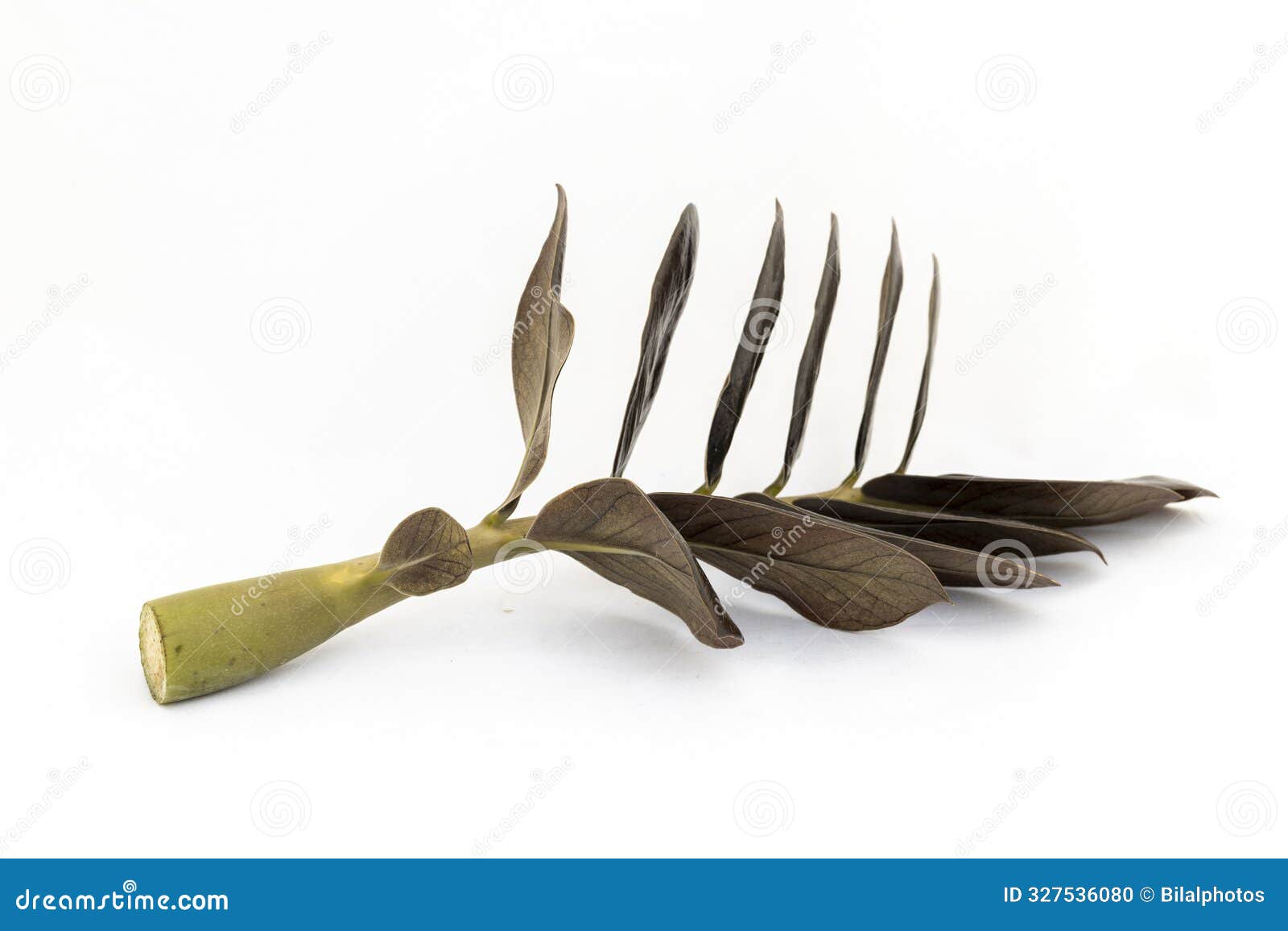 Closeup of a Black ZZ Plant Stem Isolated on White Background Stock ...