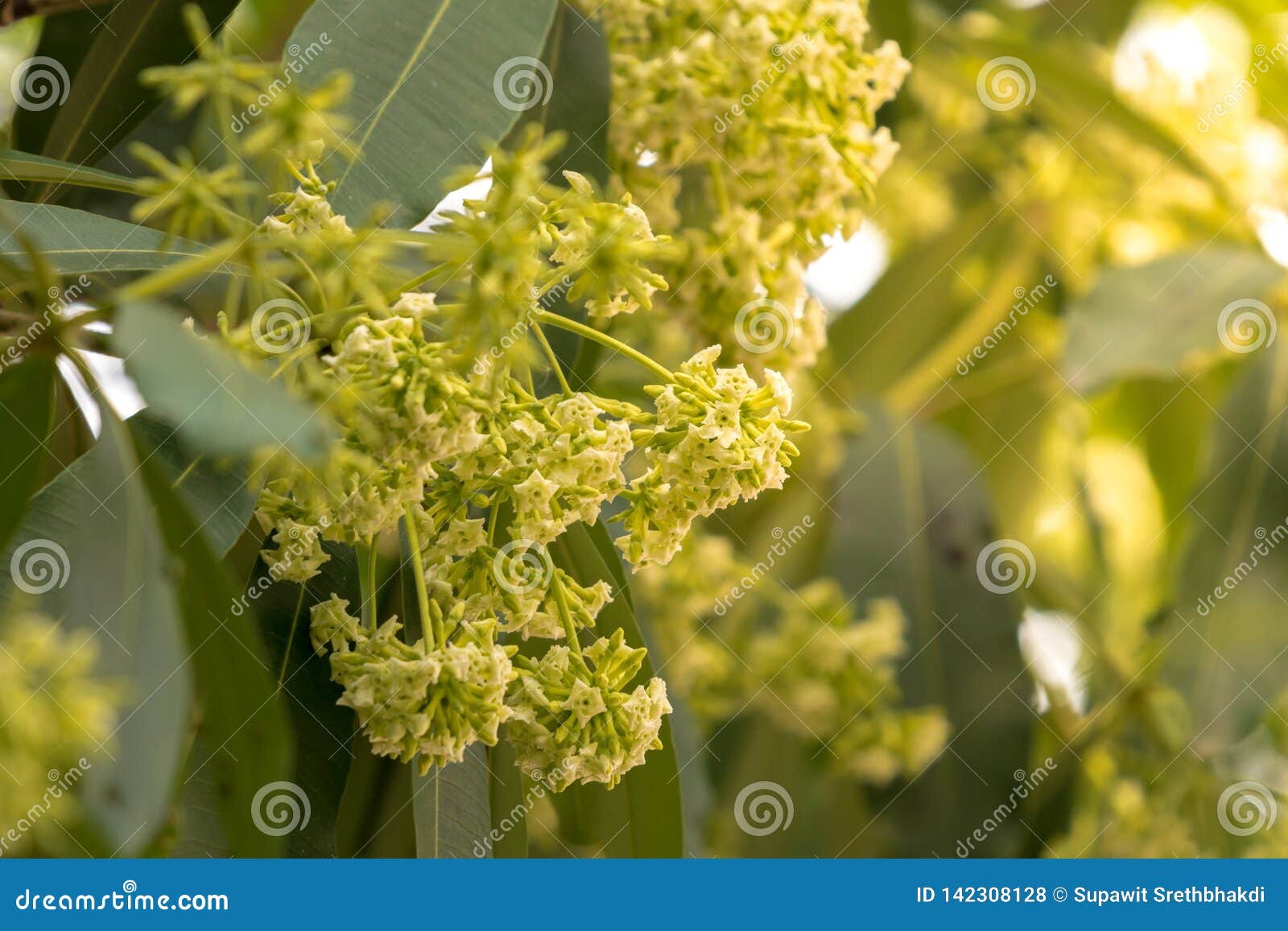 Closeup Blackboard Tree or Devil Tree (Alstonia Scholaris) Flowers with ...