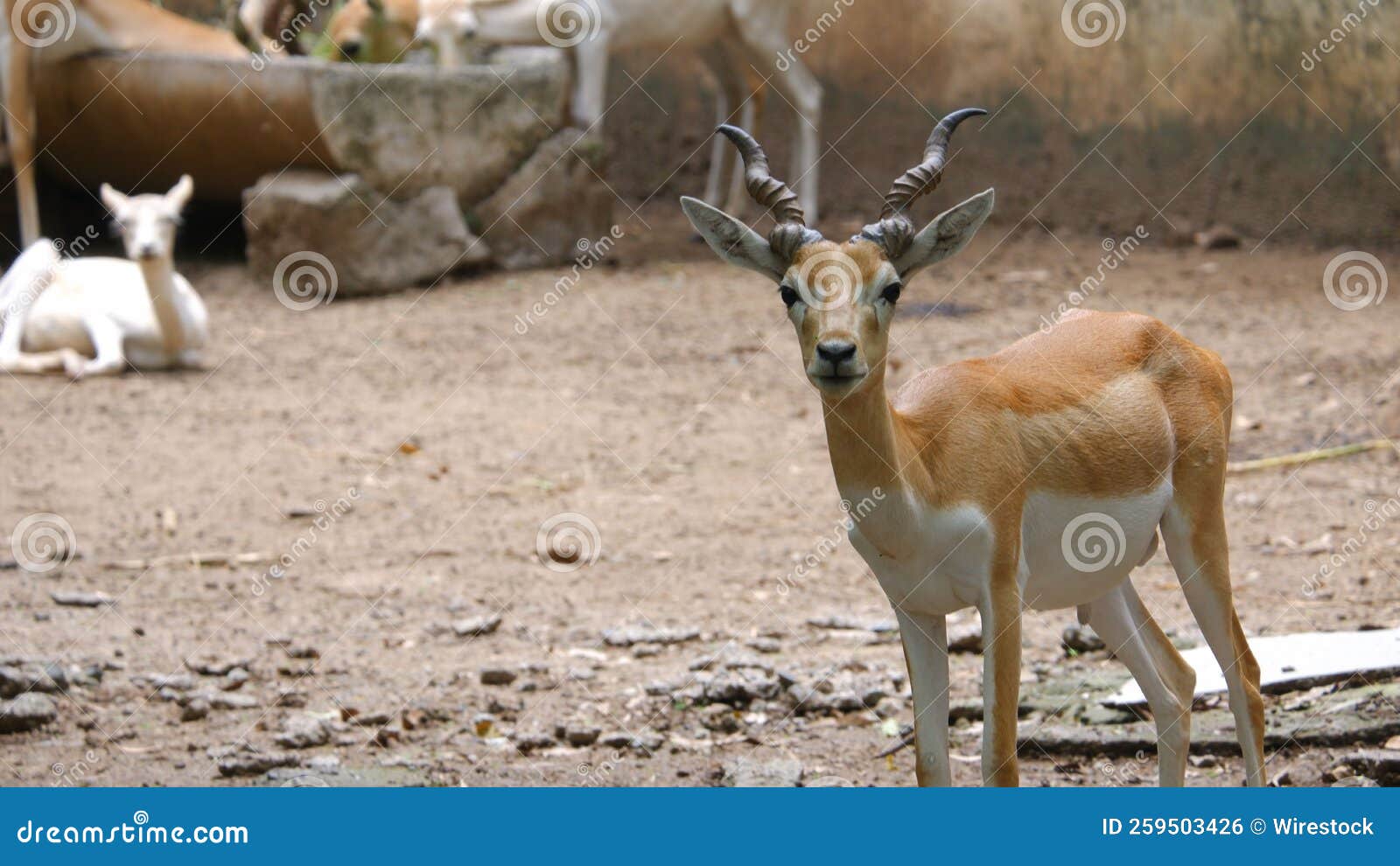 Closeup of a Blackbuck in a Zoo Stock Photo - Image of deer, blackbuck ...