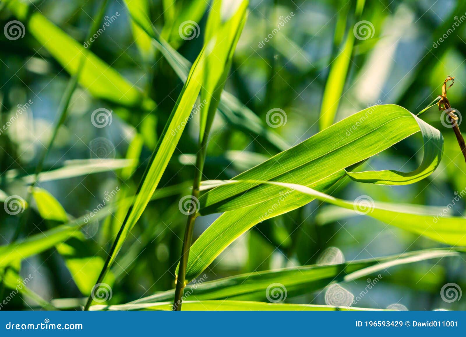 Closeup of blades of reed stock image. Image of lawn - 196593429