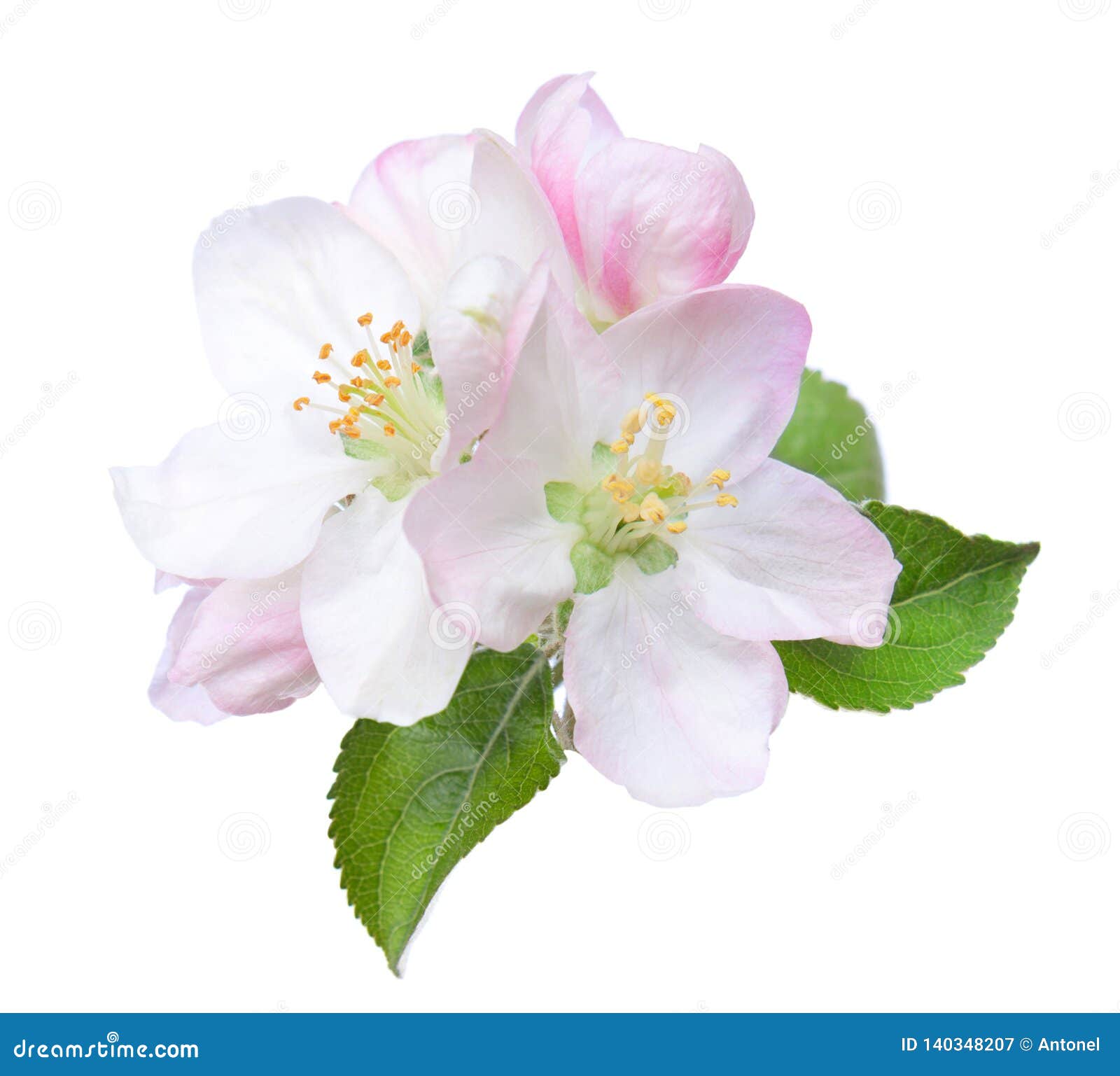 Closeup of Blooming Apple Flowers Isolated on White Stock Image - Image ...