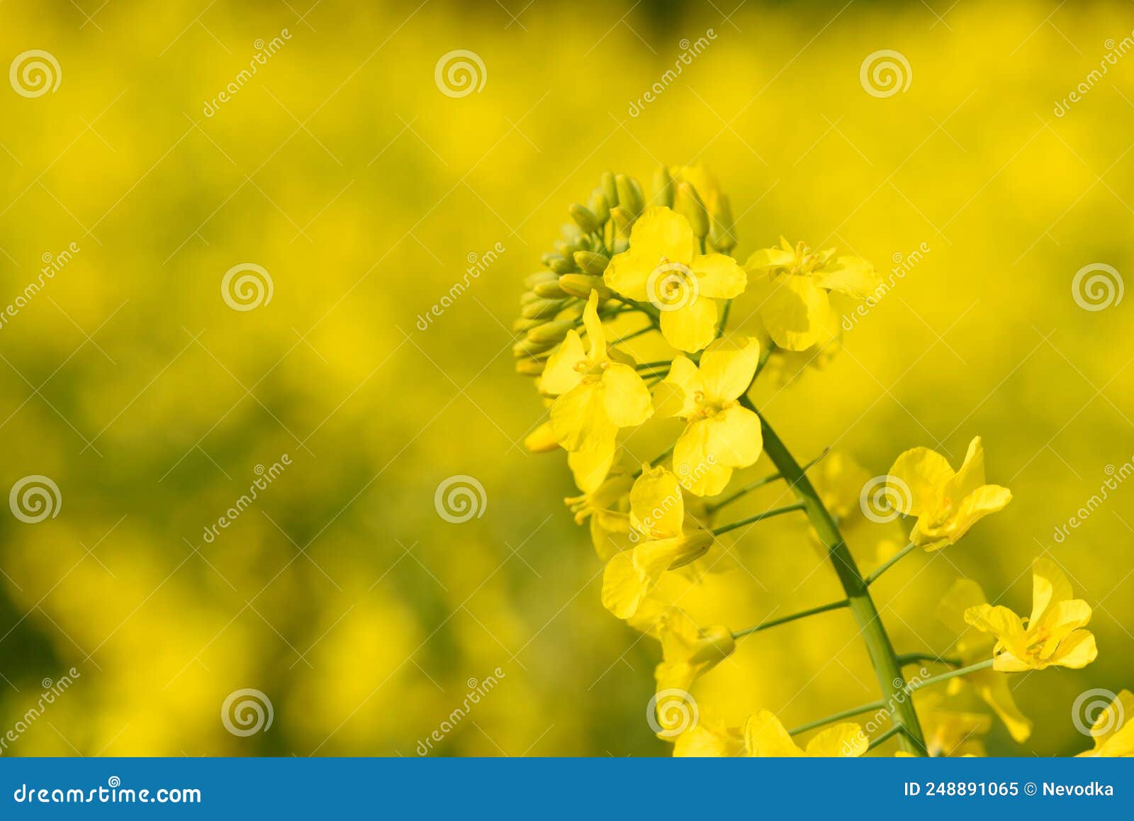 Closeup of Blooming Canola Rapeseed Plant on Field Stock Image - Image ...