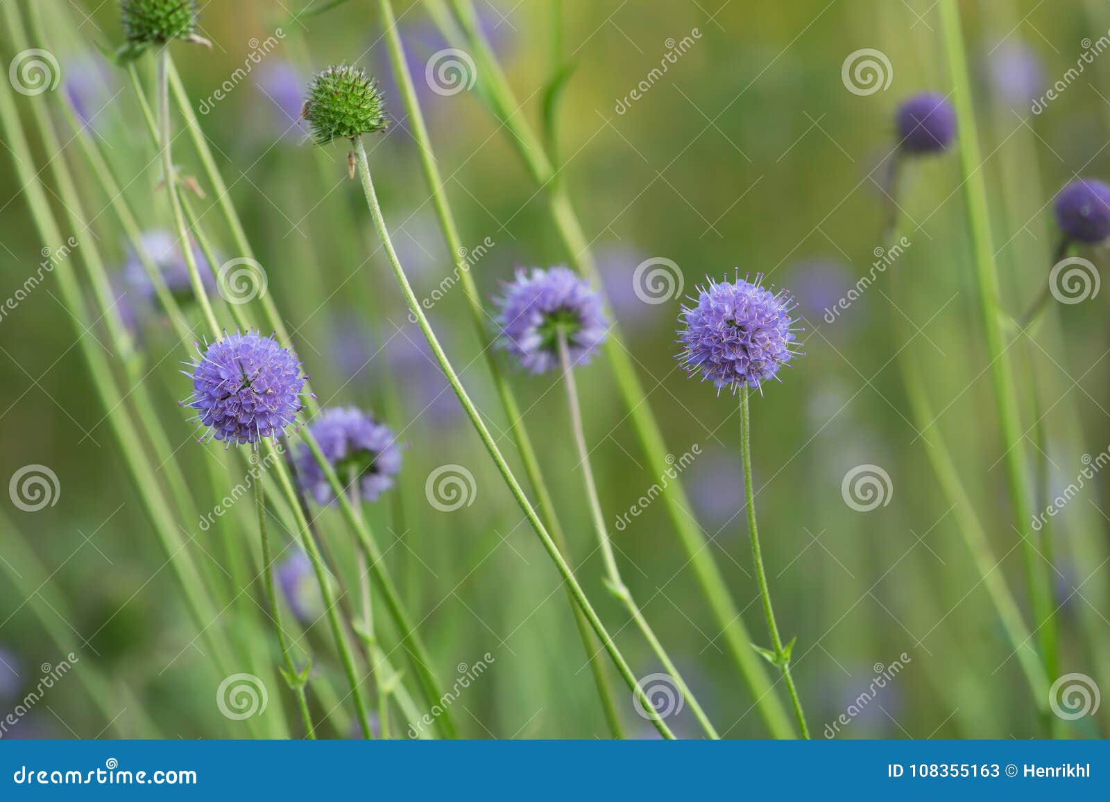 Blooming Devil`s-bit Scabious, Succisa Pratensis Stock Image - Image of ...