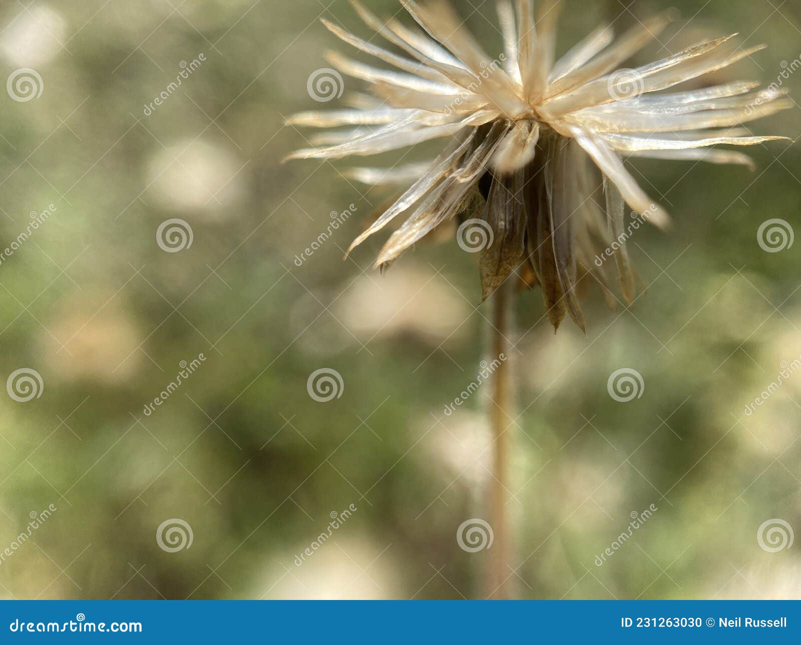 Blooming Flower stock photo. Image of flowerbud, natural - 231263030