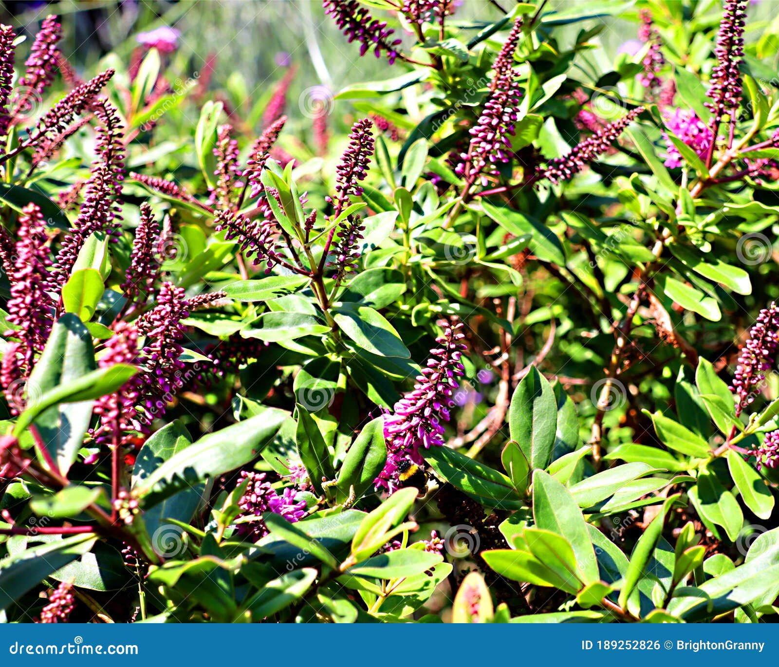 Closeup of Blooming Hebe Buds Stock Photo - Image of lavender, purple ...
