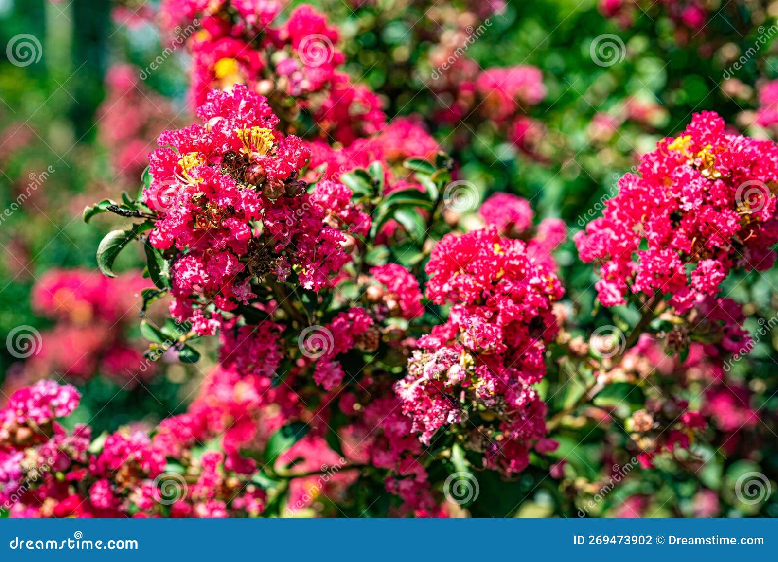 Closeup of Blooming Lagerstroemia Flowers Stock Photo - Image of fresh ...