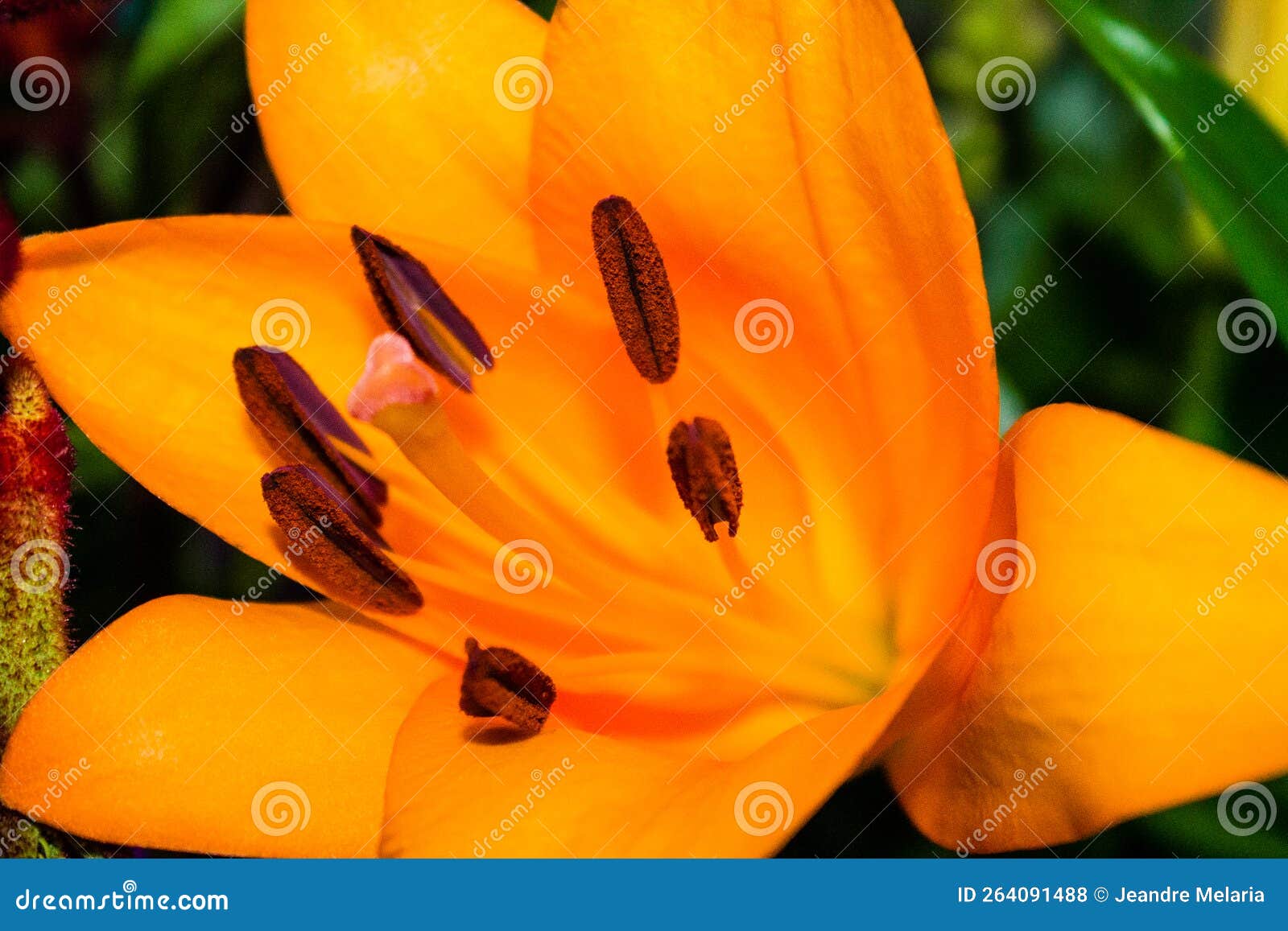 Closeup of Blooming Lily Flower in the Flower Shop Stock Photo - Image ...