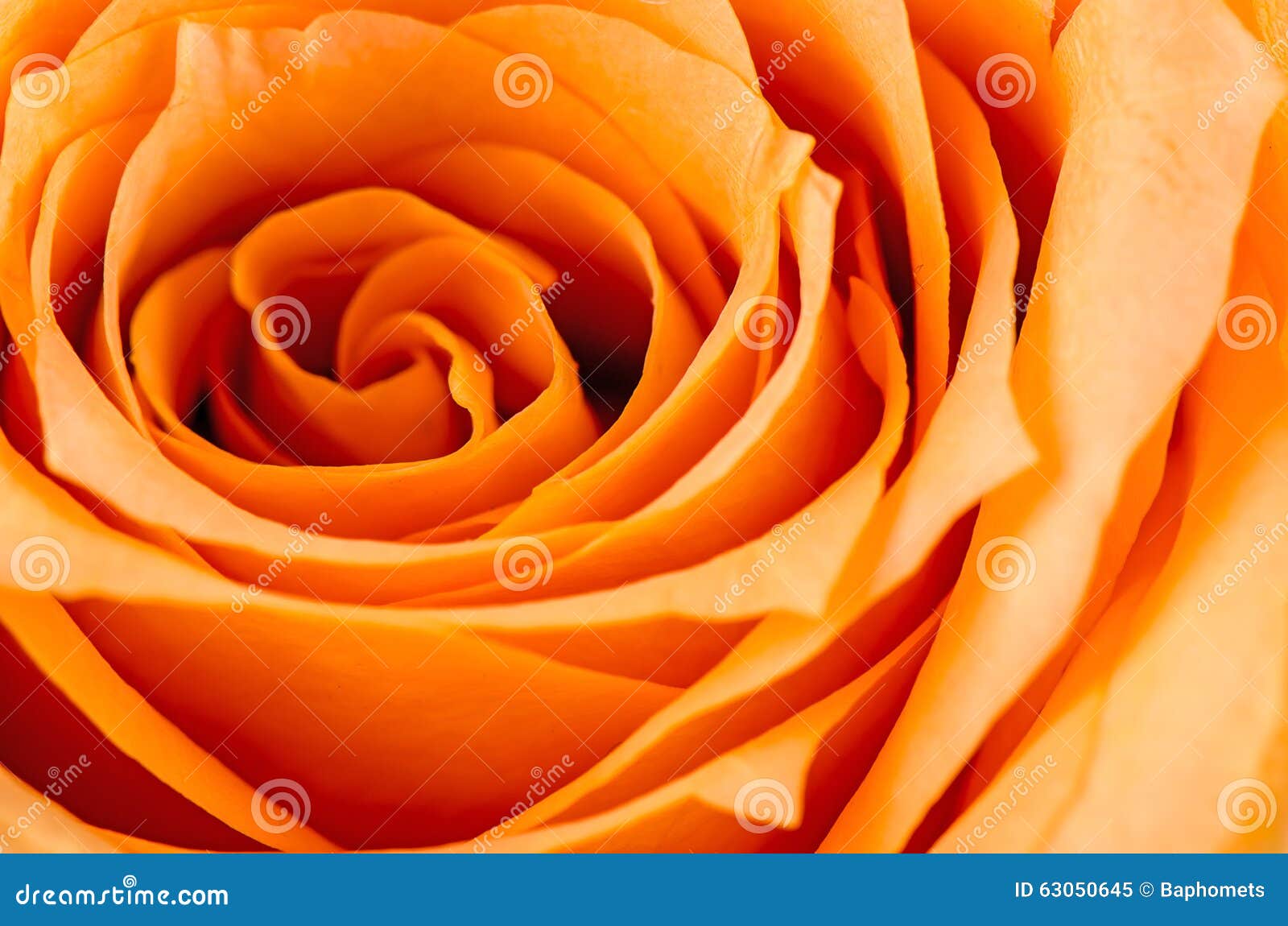 Closeup of a Blooming Orange and Yellow Rose. Stock Image - Image of ...