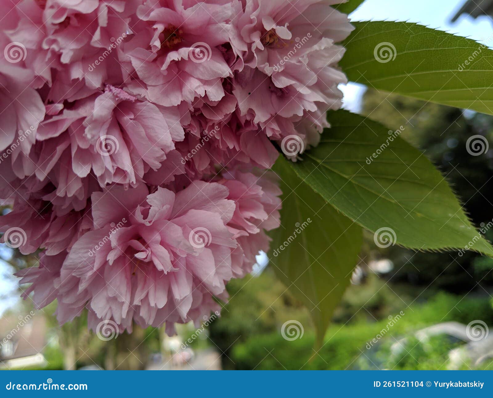 Closeup of a Blooming Pink Flower Stock Photo - Image of pink, closeup ...