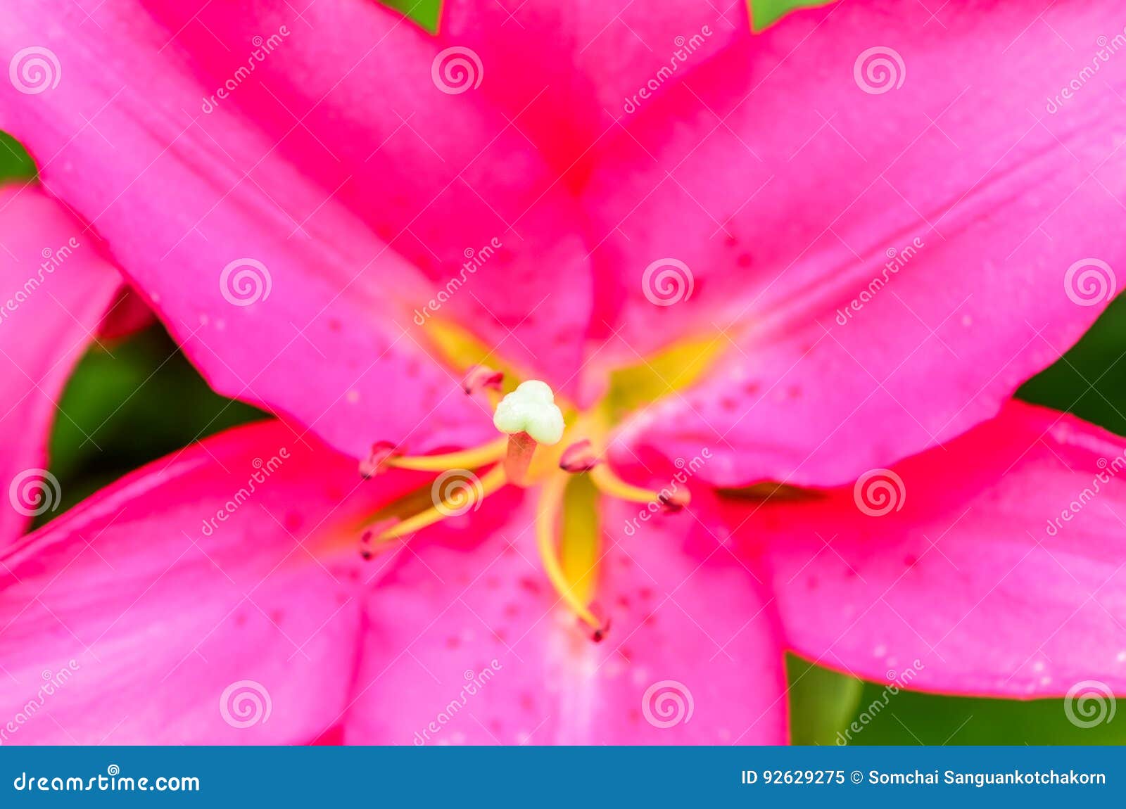 Closeup Blooming Pink Lilly Stock Image - Image of grow, bloom: 92629275