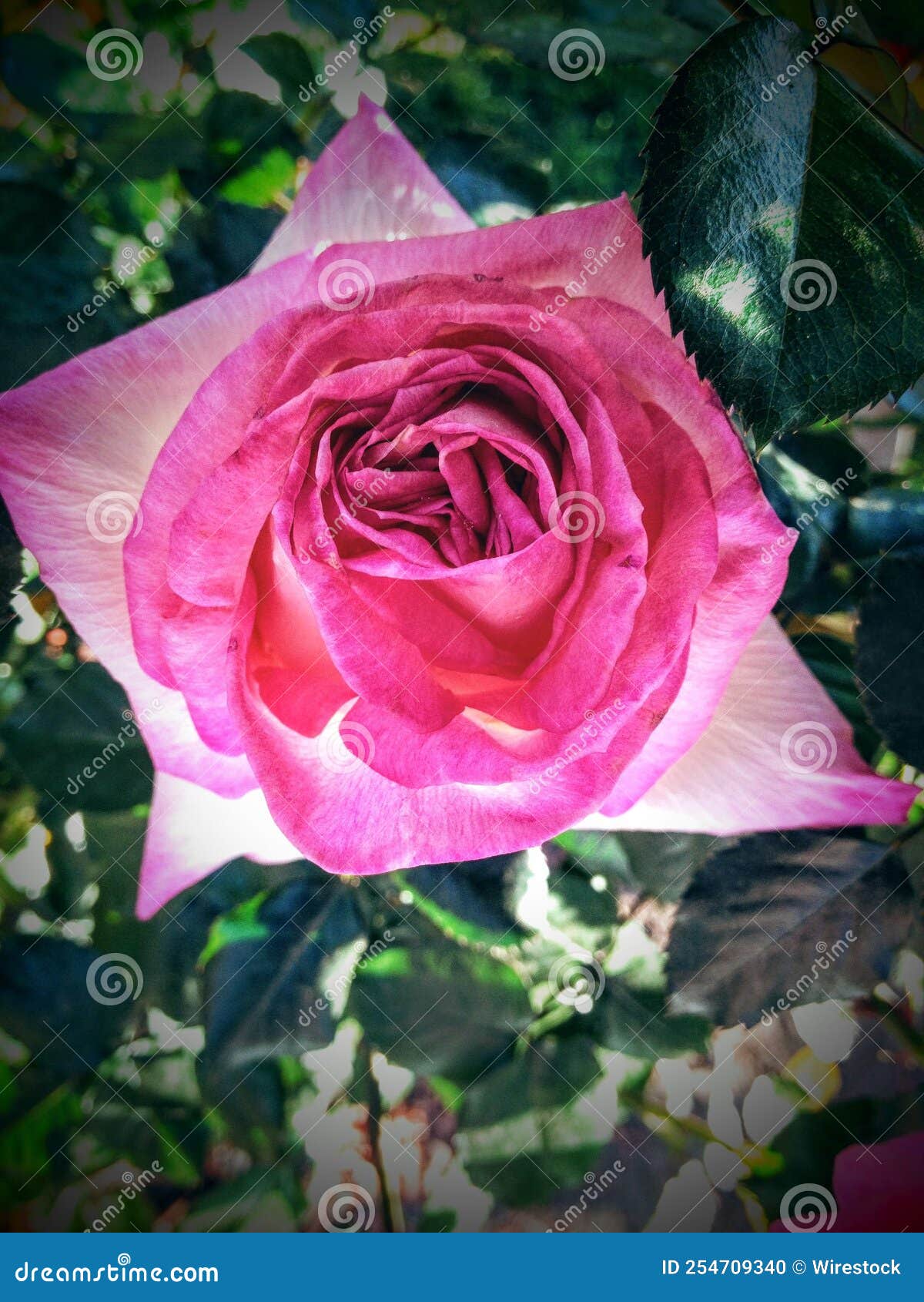 Closeup of Blooming Pink Rose with Green Leaves Stock Photo - Image of ...