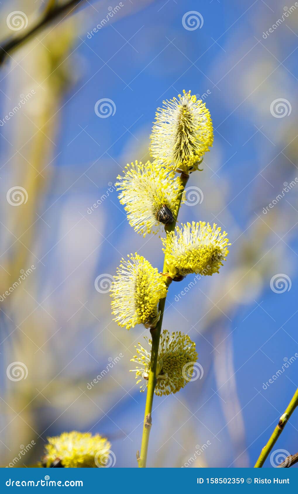 Closeup of Blooming Willow Tree at Spring Stock Image - Image of plant ...