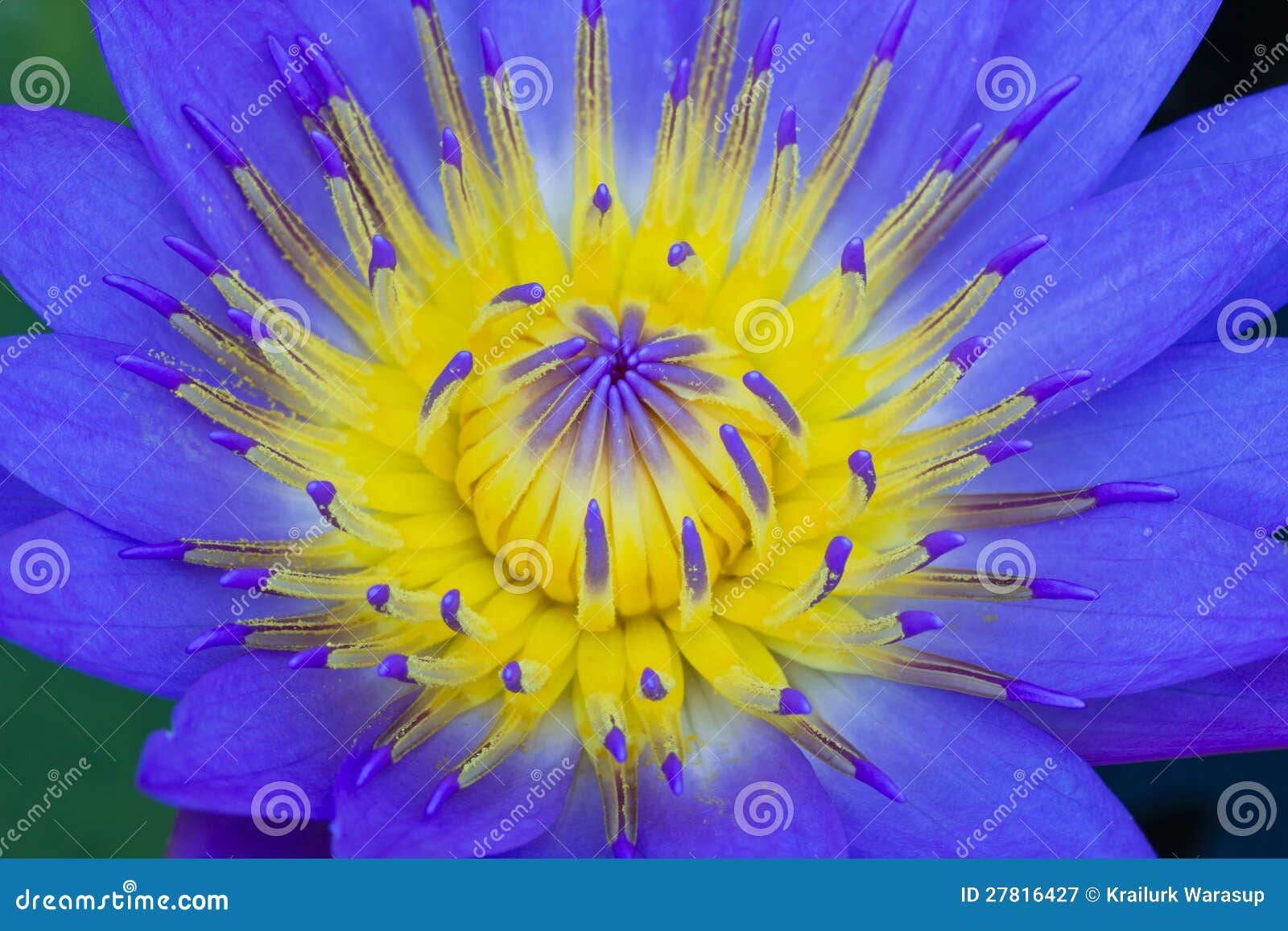 Closeup Blossom Lotus stock image. Image of romance, pistil - 27816427