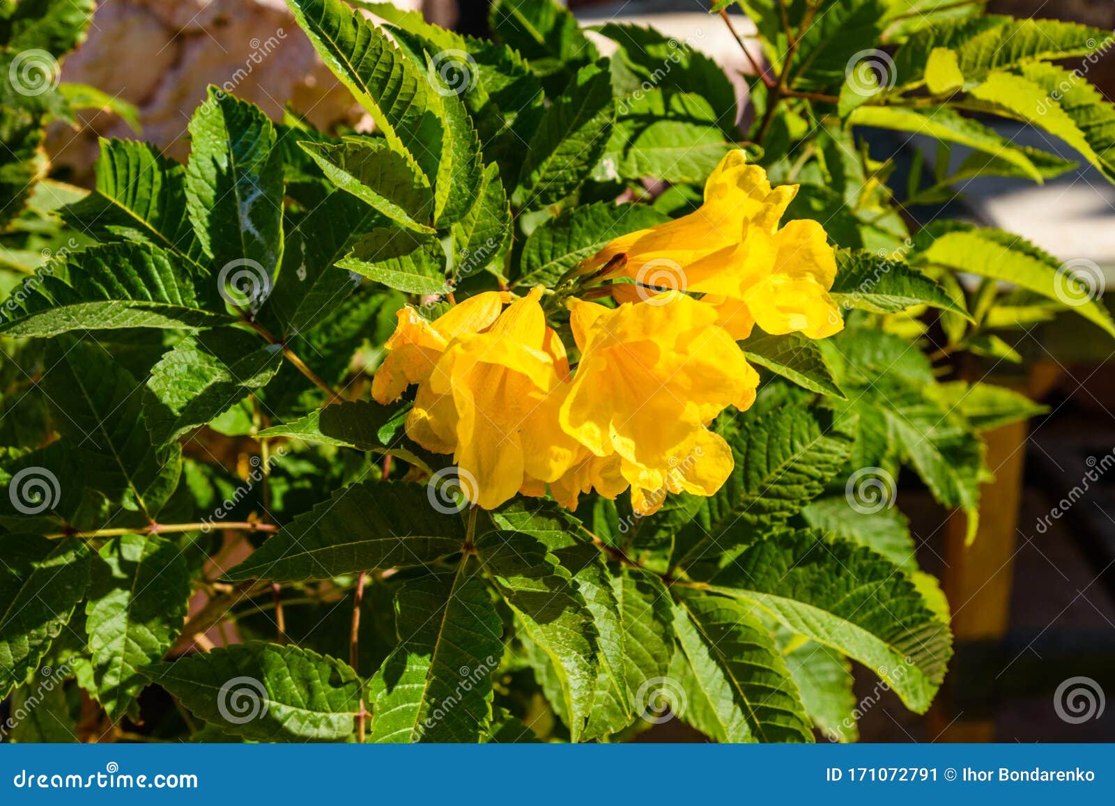 Closeup of the Blossoming Tecoma Stans Also Called Ginger Thomas ...