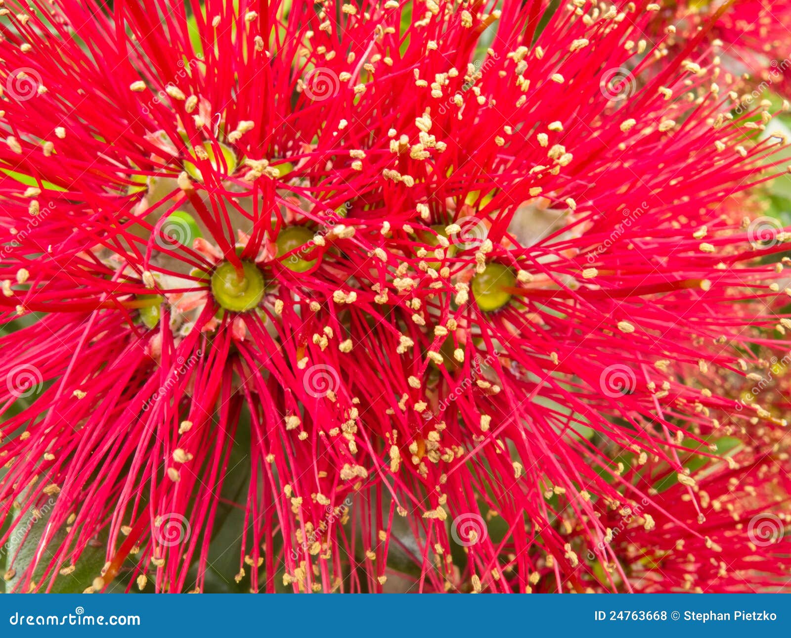 A Blossoming Pohutukawa Tree, Also Known As A New Zealand Christmas ...