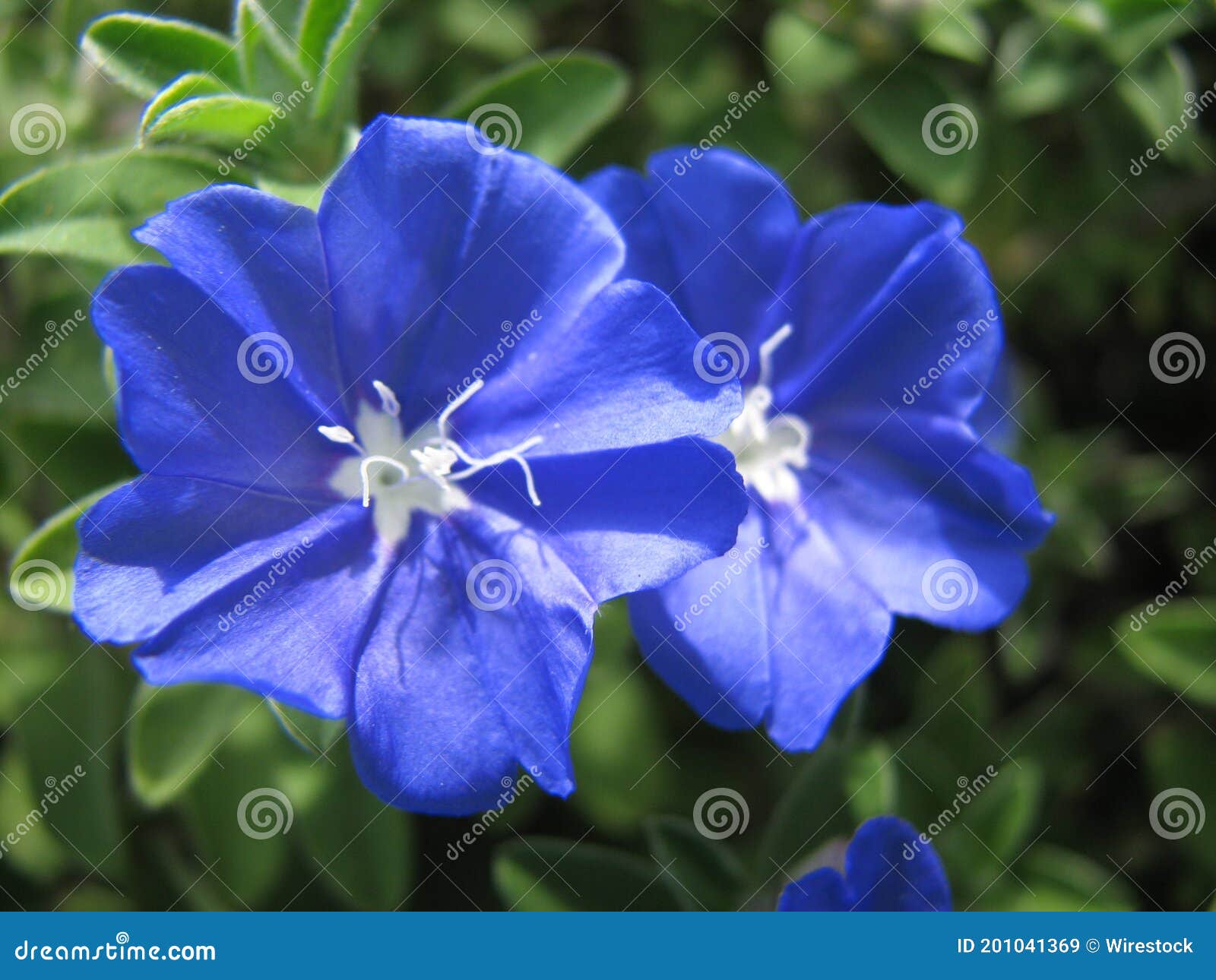 Closeup of Blue Daze or Dwarf Morning-glory Flowers Stock Image - Image ...