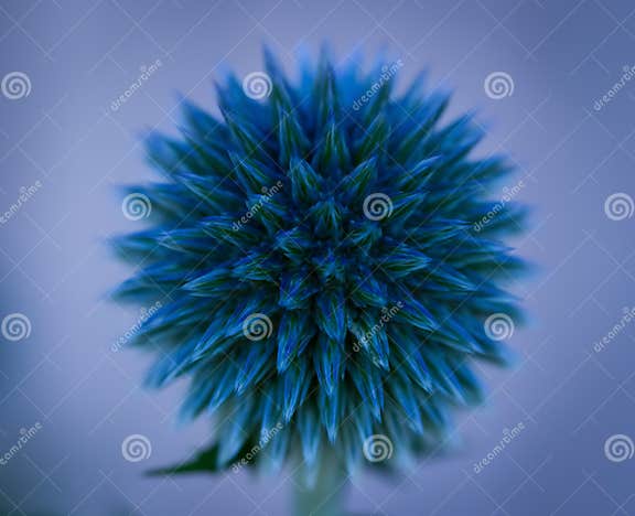 Closeup of a Blue Echinops Plant Stock Photo - Image of bloom, park ...