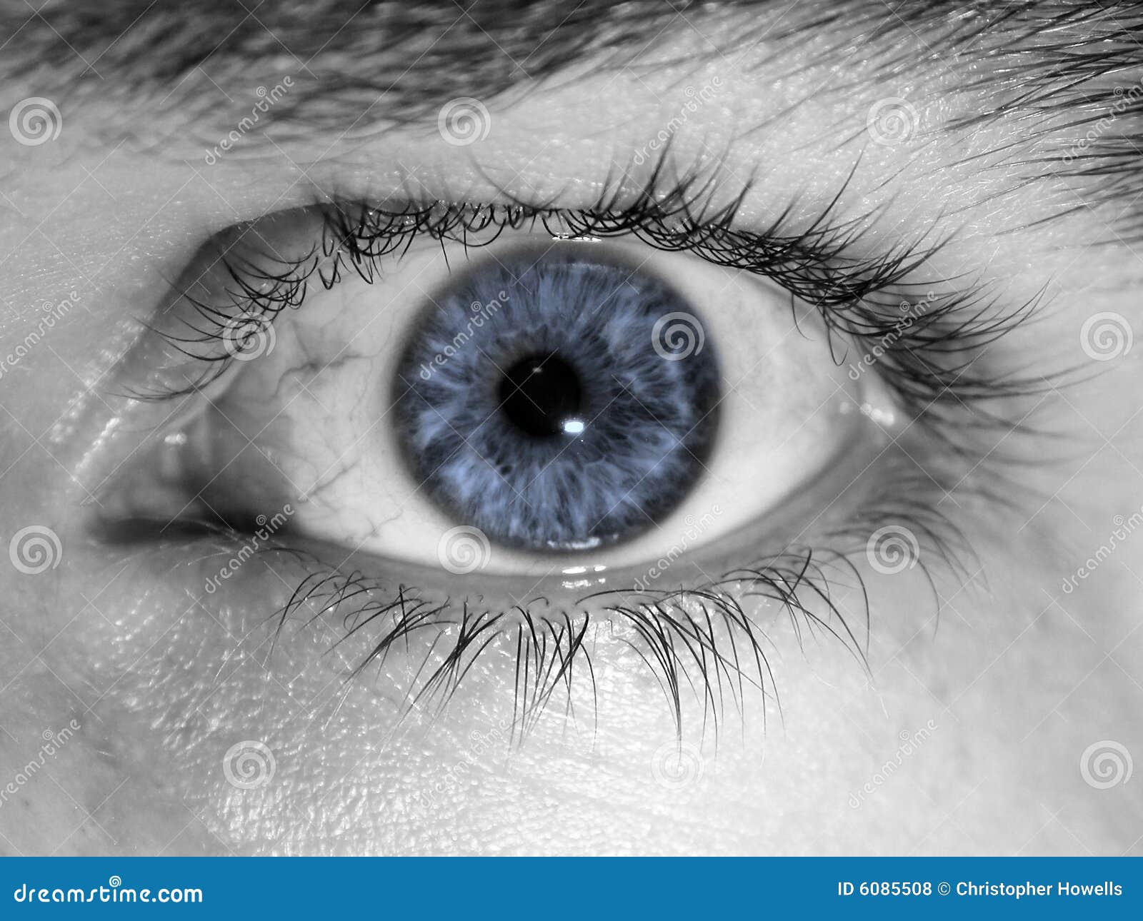 Closeup of blue eye stock photo. Image of colored, sight - 6085508
