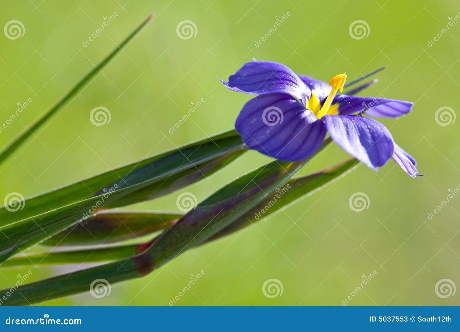 Closeup of Blue-Eyed Grass stock image. Image of colorful - 5037553