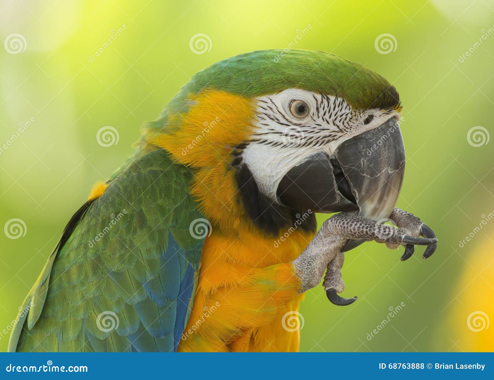 Closeup of a Blue and Gold Macaw Stock Photo - Image of north, toes ...