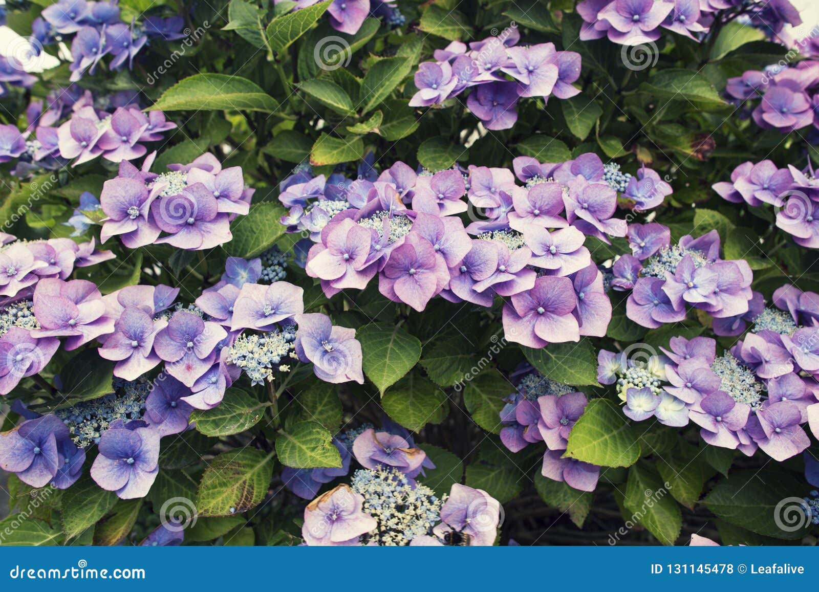 Beautiful Blue and Violet Hydrangea and Drops Stock Photo - Image of ...