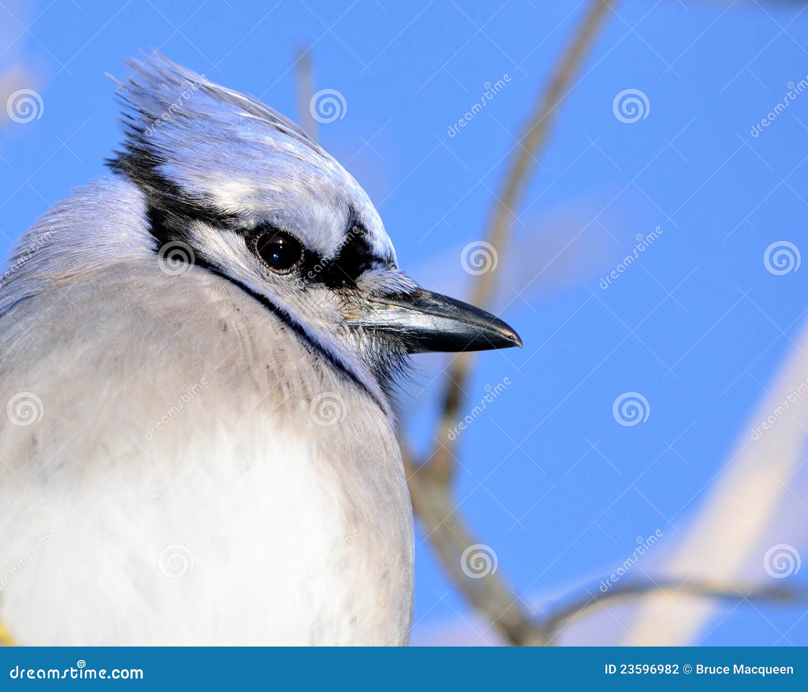 Closeup of a Blue Jay stock photo. Image of shot, bird - 23596982