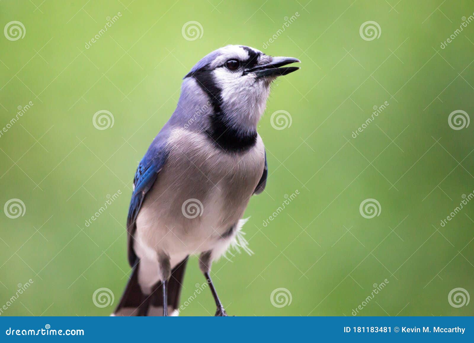 Closeup of a Blue Jay Bird stock image. Image of birdwatching - 181183481