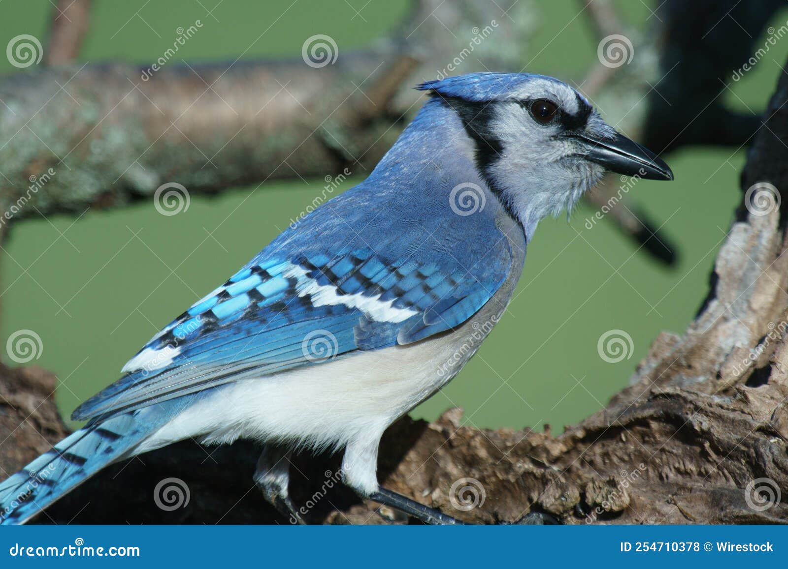 Closeup of a Blue Jay Sitting on a Branch of a Tree Stock Photo - Image ...