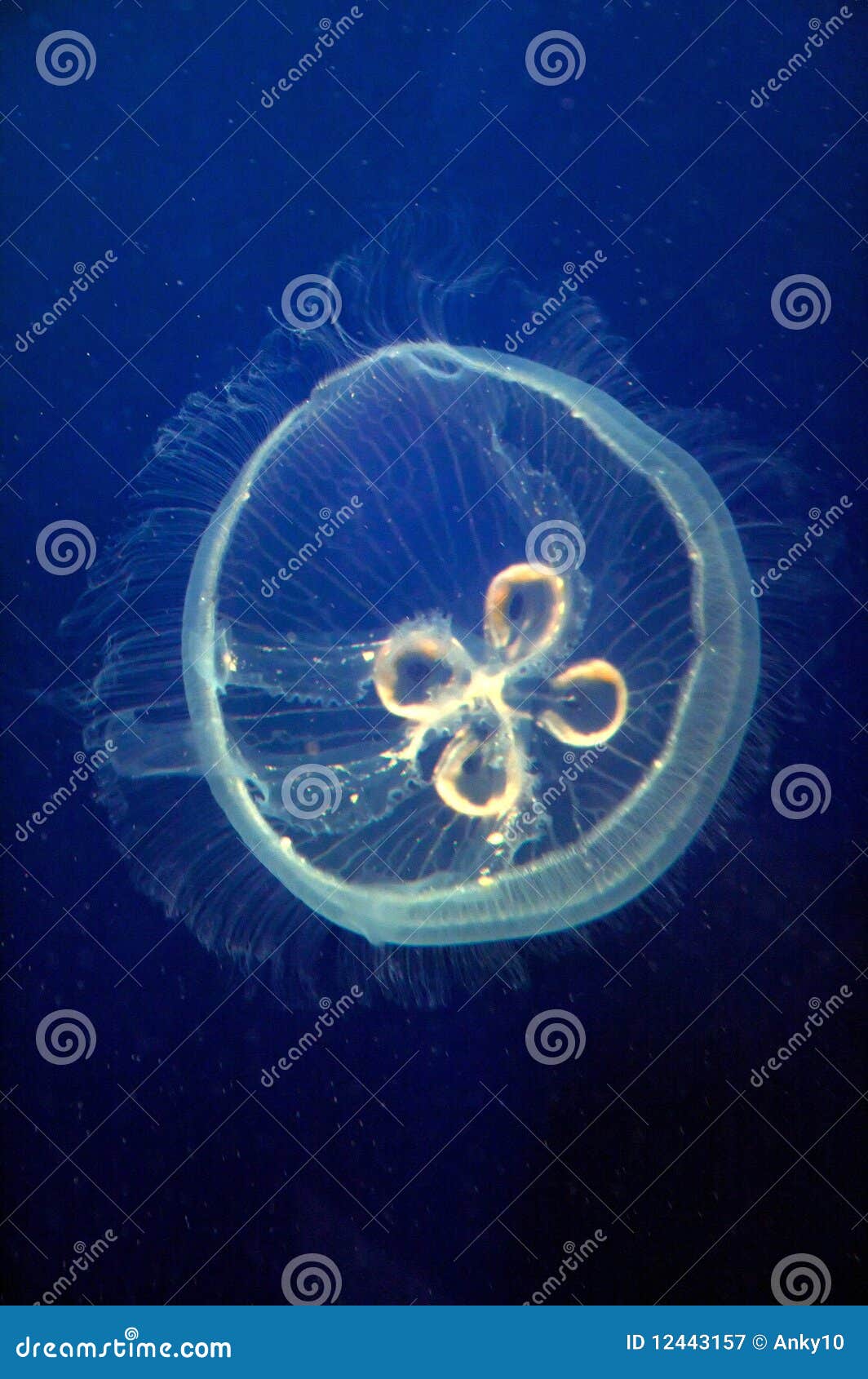 CloseUp of Blue Moon Jellyfish Stock Image - Image of dive, coral: 12443157