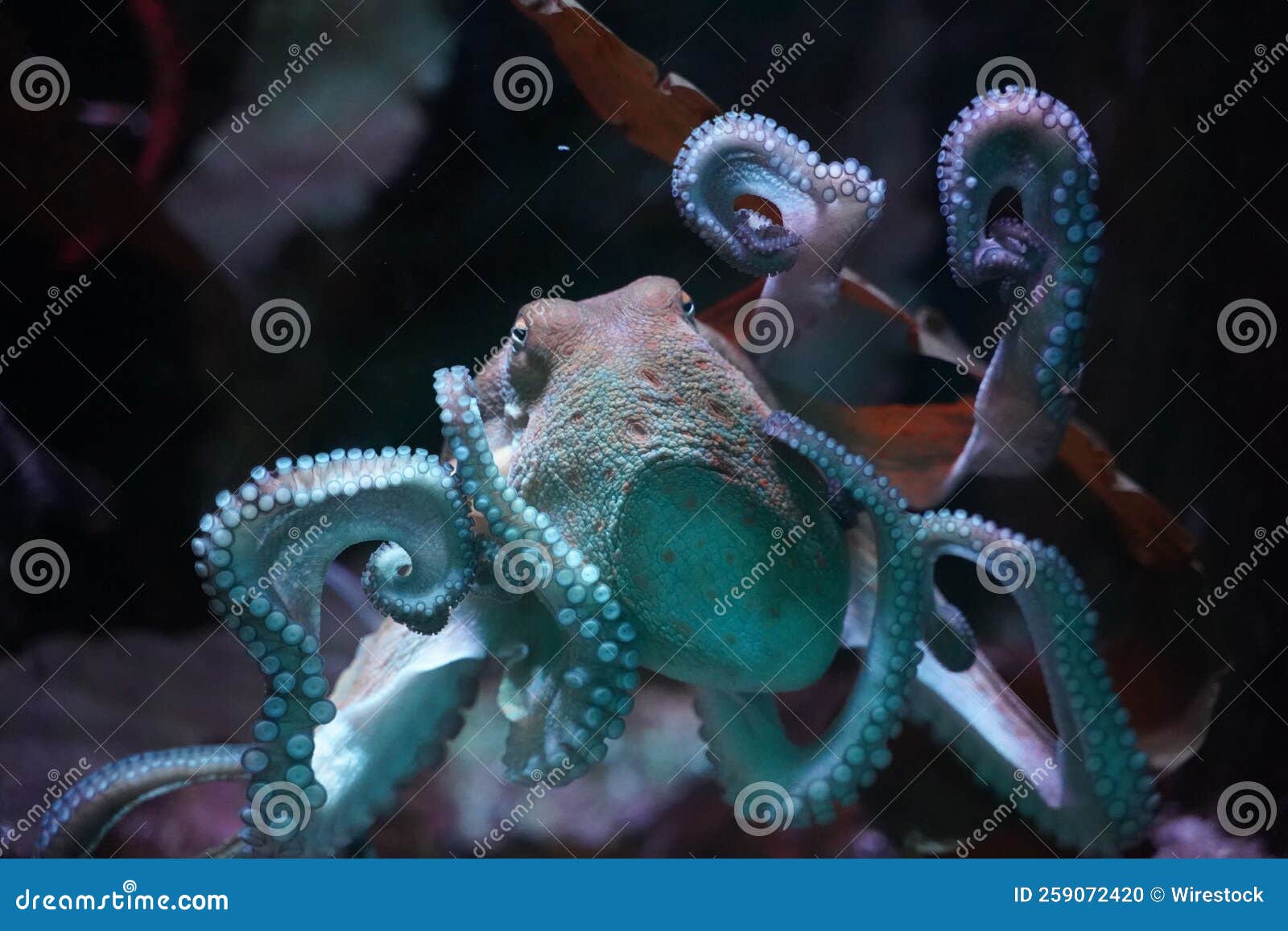 Closeup of a Blue Octopus Under the Water. Stock Photo - Image of water ...